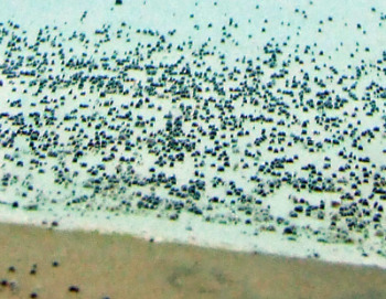 Killing Black Algae: Killing Algae, Swimming Pool Water Maintenance